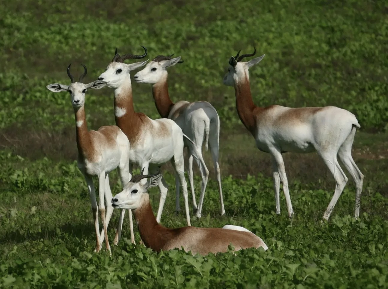 GlobalZoo - Wildlife Organization