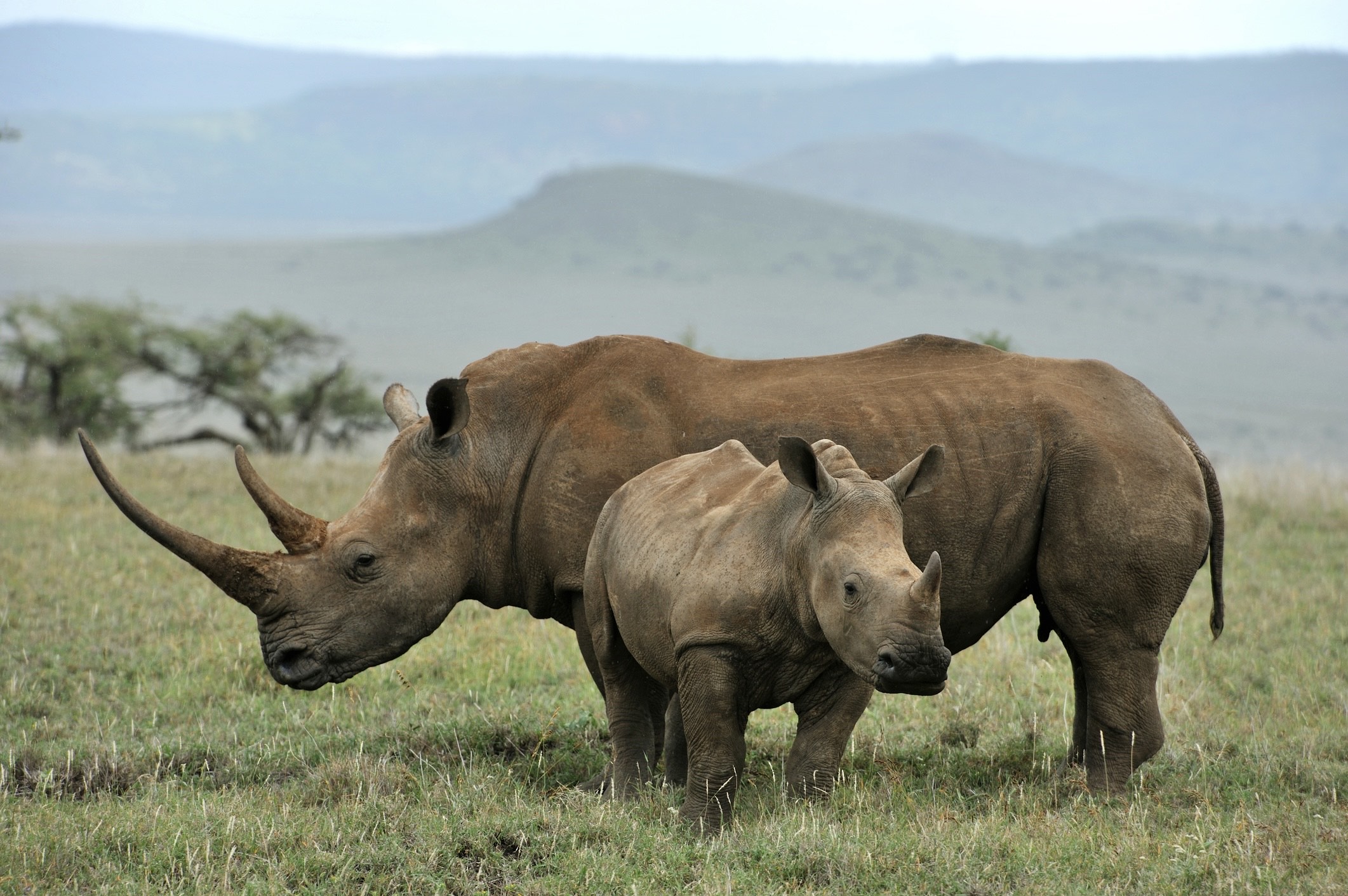 GlobalZoo - Wildlife Organization