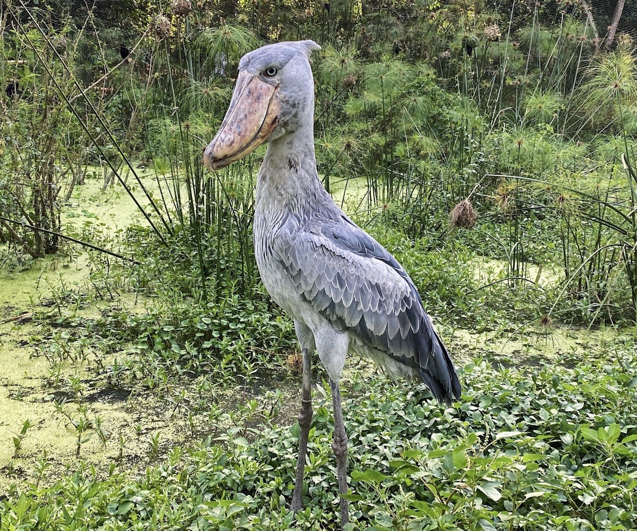 GlobalZoo - Wildlife Organization