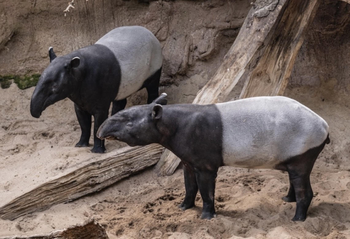 GlobalZoo - Wildlife Organization
