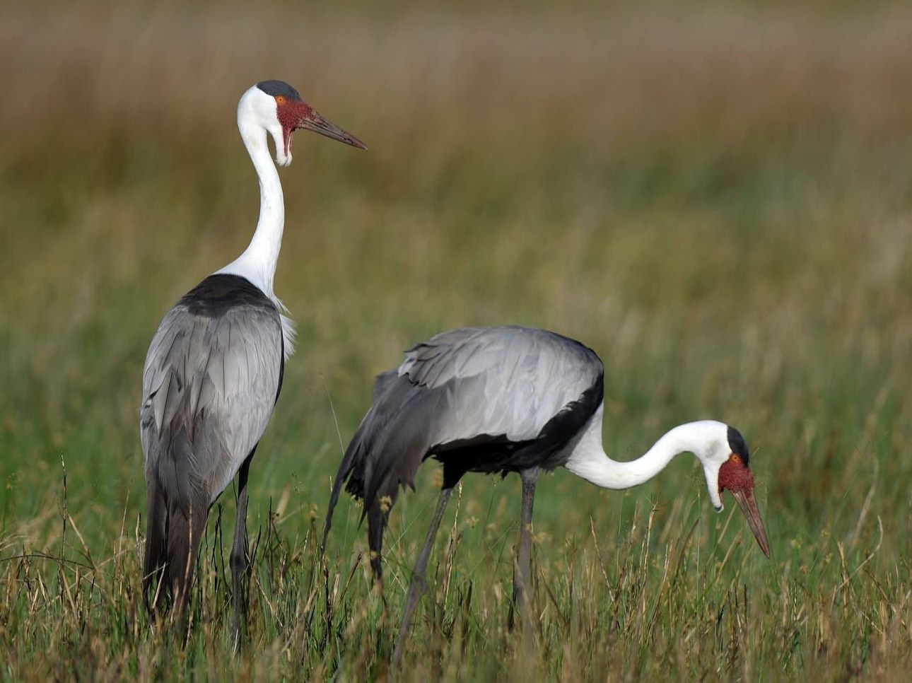 GlobalZoo - Wildlife Organization